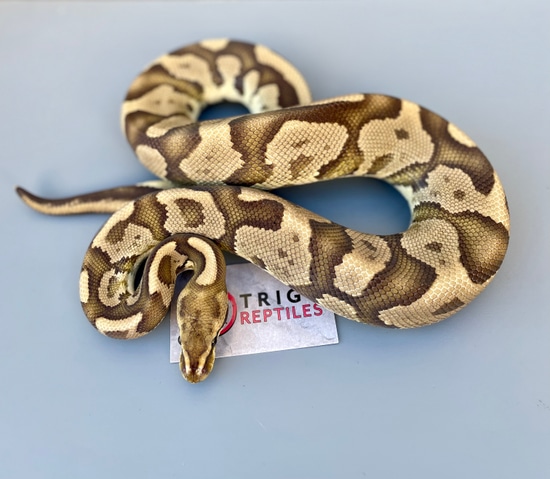 Fire Leopard Het. Ultramel Ball Python by TRIGG Reptiles