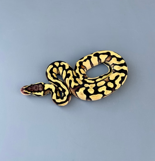 Enchi Pastel Het. Desert Ghost Ball Python by TRIGG Reptiles