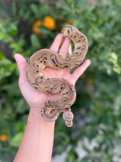 Black Pewter Clown Ball Python by TRIGG Reptiles