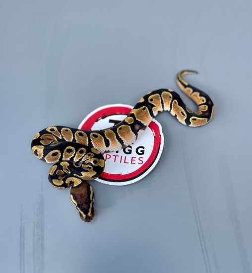 Orange Dream Ball Python by TRIGG Reptiles