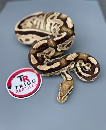 Barnhart Black Pastel OD Fire Ball Python by TRIGG Reptiles