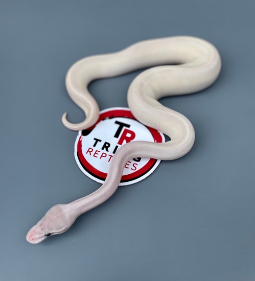 Banana Mystic Potion Pastel DH Hypo Clown Pos YB Ball Python by TRIGG ...