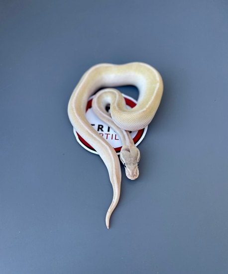 Mystery Lesser Cinnamon Spotnose Poss Stranger 50% Het Clown 50% Het ...