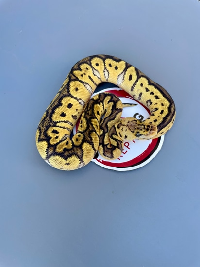 Pastel Clown 50% Het Monsoon Ball Python by TRIGG Reptiles