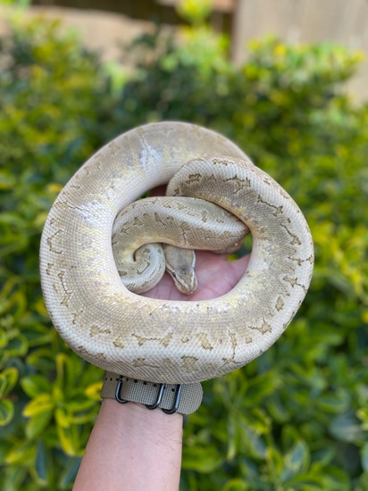 Bamboo Pinstripe Het Clown Ball Python by TRIGG Reptiles