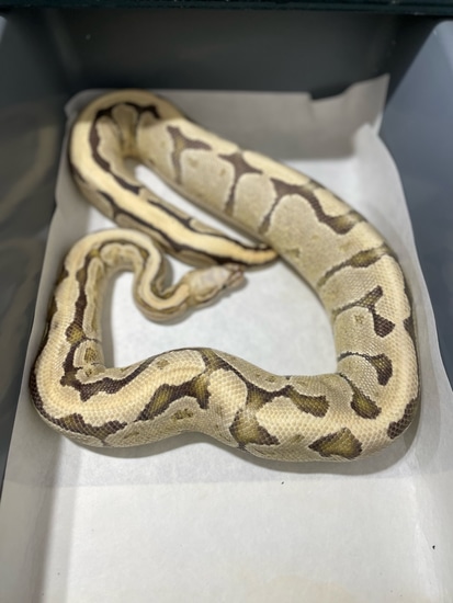 Super Vanilla Het Hypo Ball Python by TRIGG Reptiles