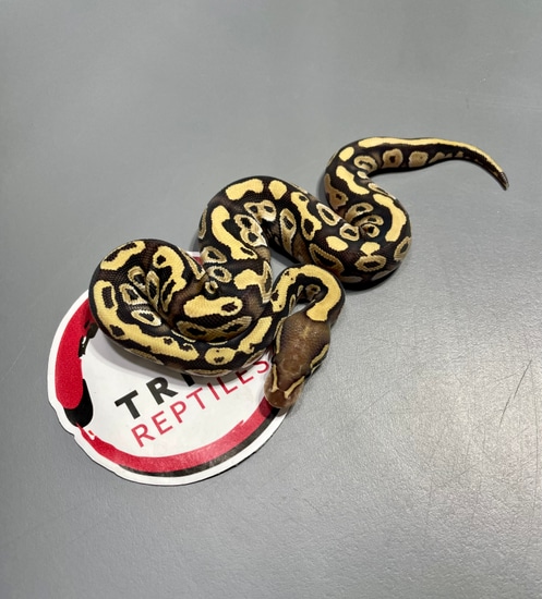 Mojave Vanilla Het Hypo Ball Python by TRIGG Reptiles