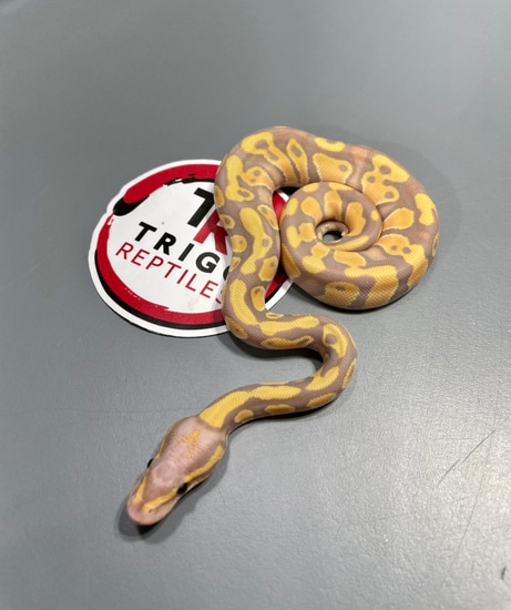 Orange Dream Banana DH Hypo Clown Ball Python by TRIGG Reptiles