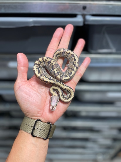 Super Vanilla GHI Hypo Ball Python by TRIGG Reptiles