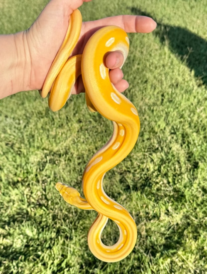 Albino Titanium Reticulated Python by TRIGG Reptiles