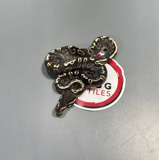 Acid GHI Mojave Pos YB Ball Python by TRIGG Reptiles