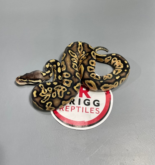 Sapphire Pastel Het Clown Ball Python by TRIGG Reptiles
