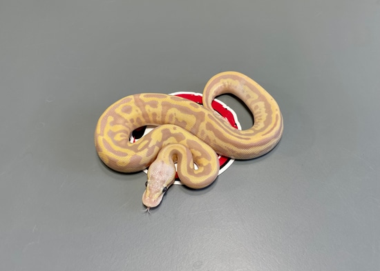 Banana Leopard Firefly DH Hypo Pied Ball Python by TRIGG Reptiles