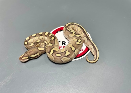 Lesser Fire 66% Poss Het Ultramel Ball Python by TRIGG Reptiles