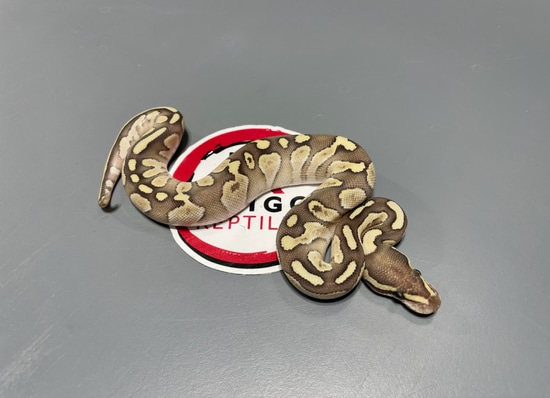 Lesser Fire 66% Het Ultramel Ball Python by TRIGG Reptiles