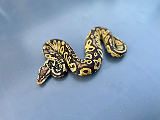 Sapphire Pastel Het Clown + Ball Python by TRIGG Reptiles