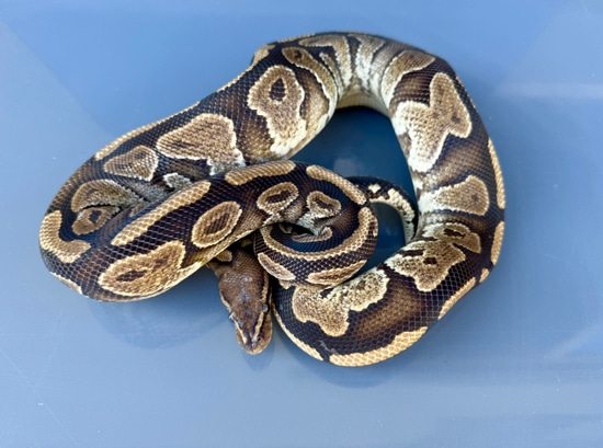 Mahogany Het Pied FREE Shipping Ball Python by TRIGG Reptiles