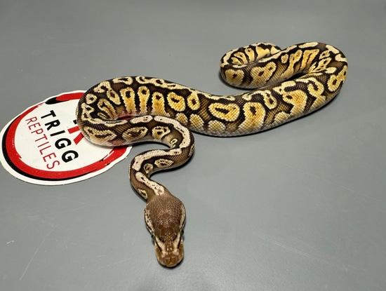 Hurricane Redstripe HGW Pastel Het Puzzle Poss Weirdo Ball Python by ...