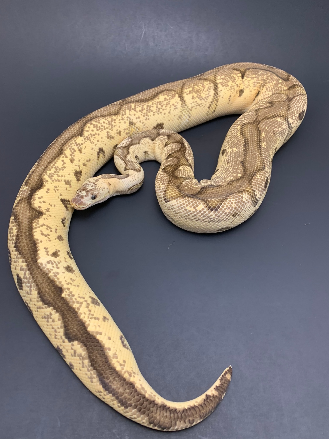 Firefly Clown Ball Python by Gary Conlon Reptiles - MorphMarket
