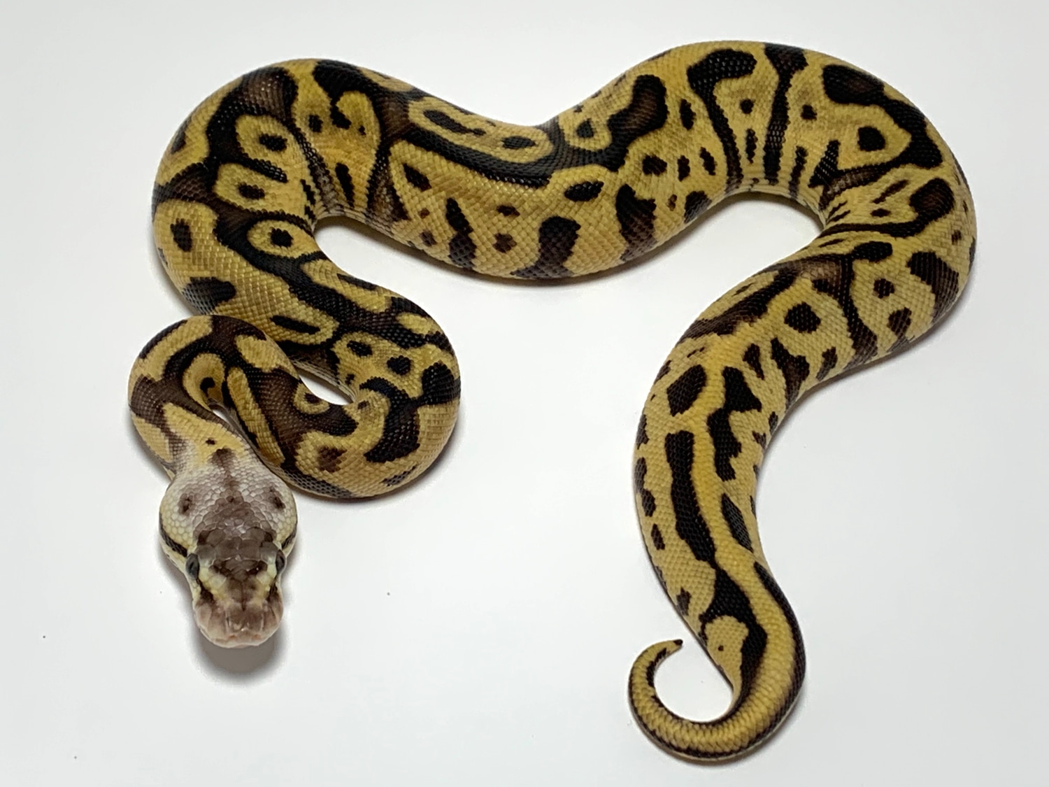 Leopard Firefly Het Clown Ball Python by Gary Conlon Reptiles - MorphMarket