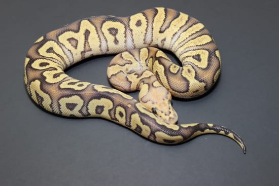 GHI Fire Clown Ball Python by Gary Conlon Reptiles