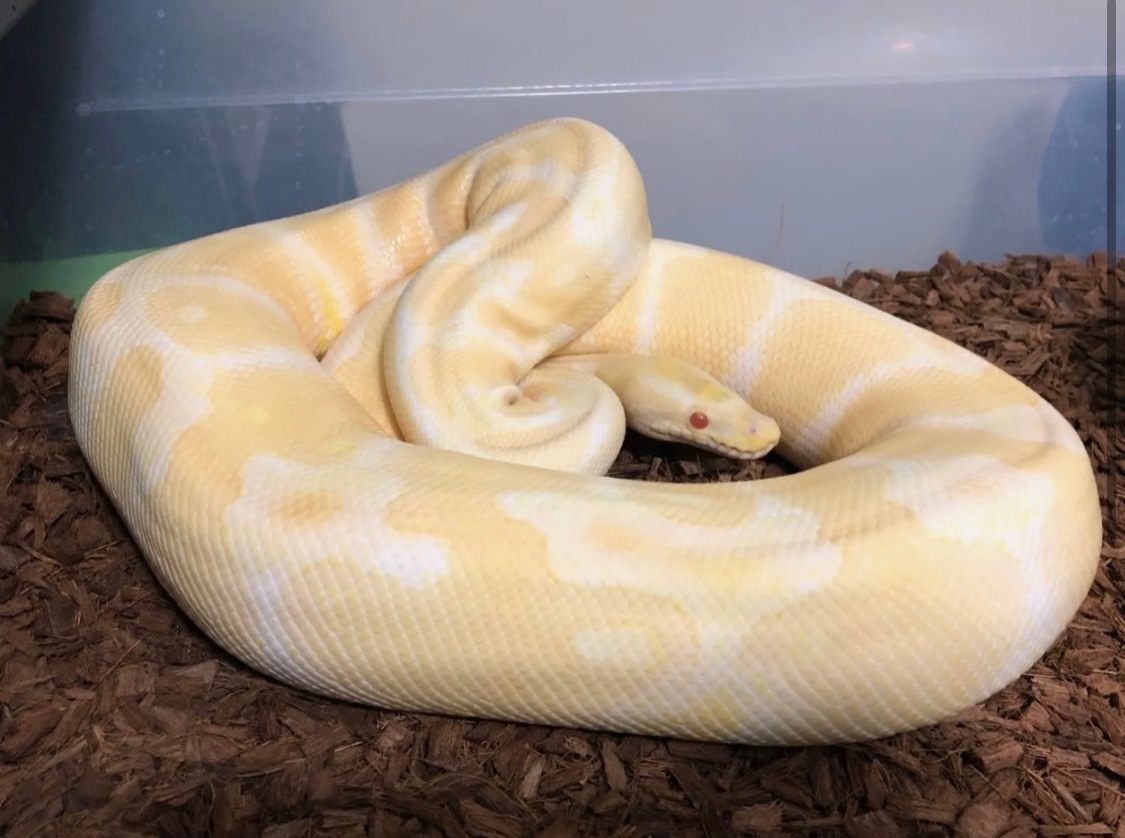 🏠Albino 66% Het Piebald Ball Python by Garage Morphs - MorphMarket