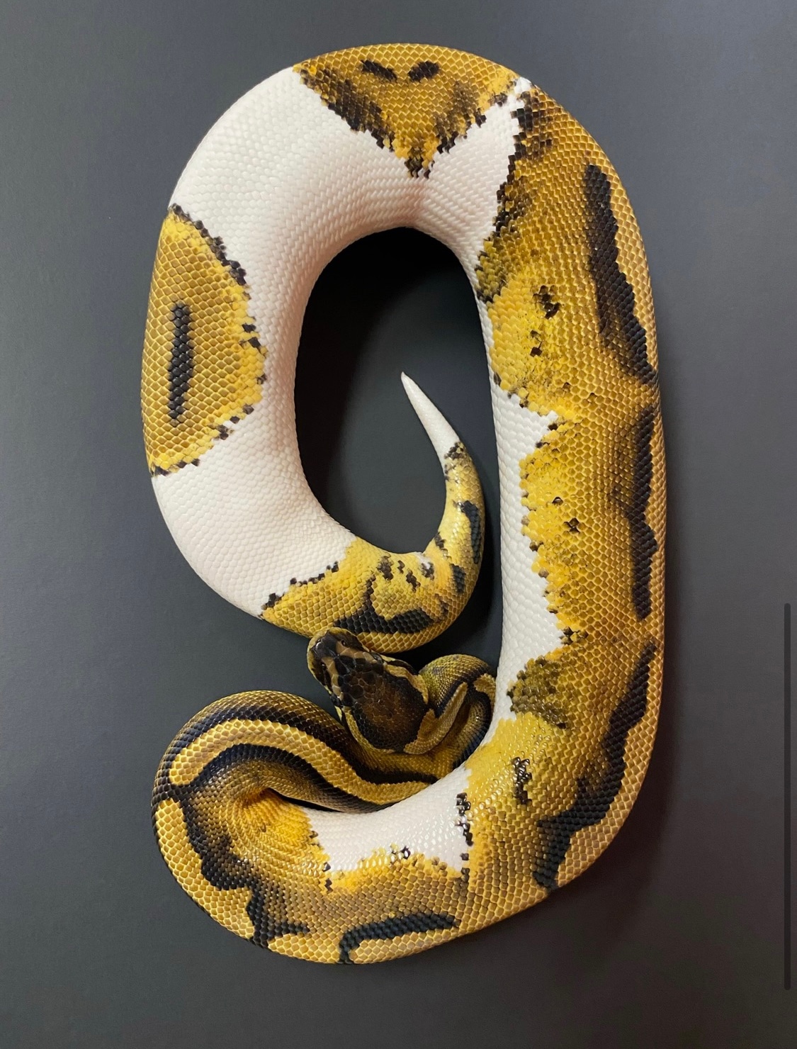 🏠Piebald 66% Het Albino Ball Python by Garage Morphs - MorphMarket