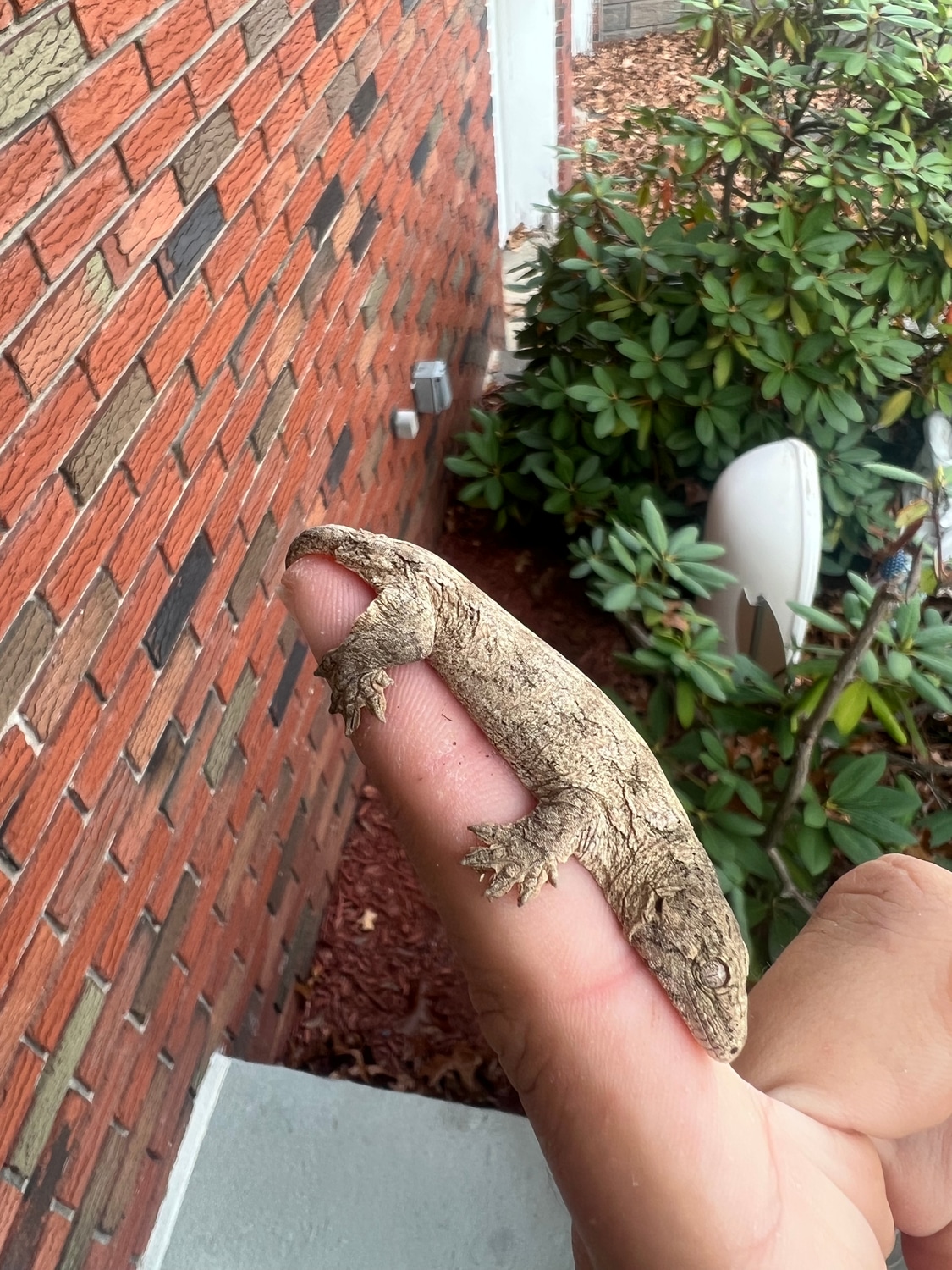 Pink Gtx Leachianus Gecko by Garden State Exotics - MorphMarket