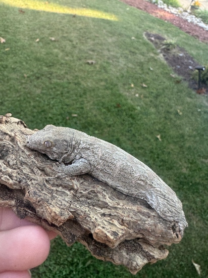PURE GT Leachianus Gecko by Garden State Exotics