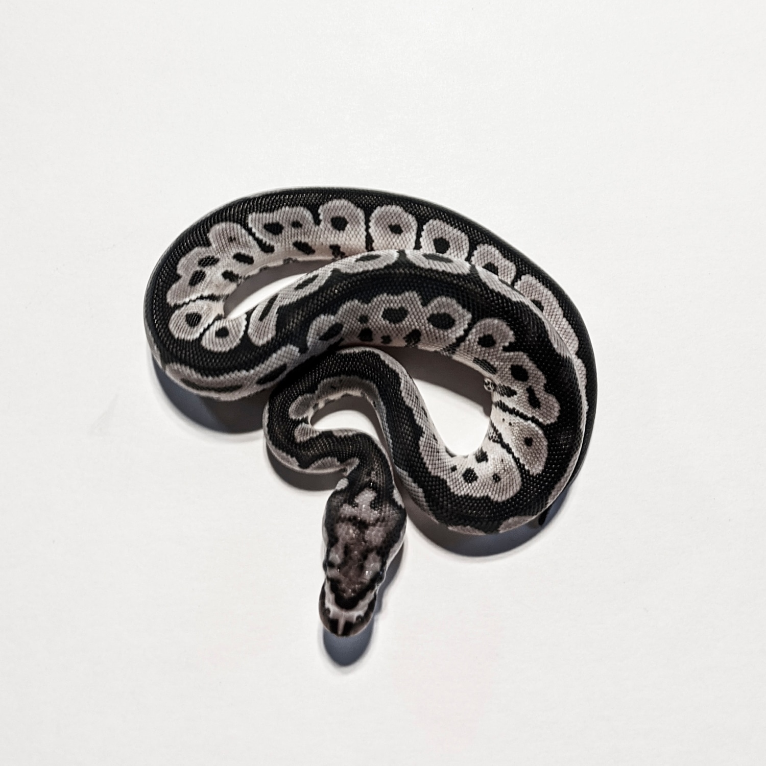 Axanthic (VPI) Clown Ball Python by Garden of Eden Exotics LLC ...