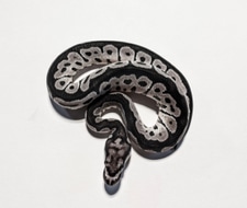 Axanthic (VPI) Clown Ball Python by Garden of Eden Exotics LLC ...