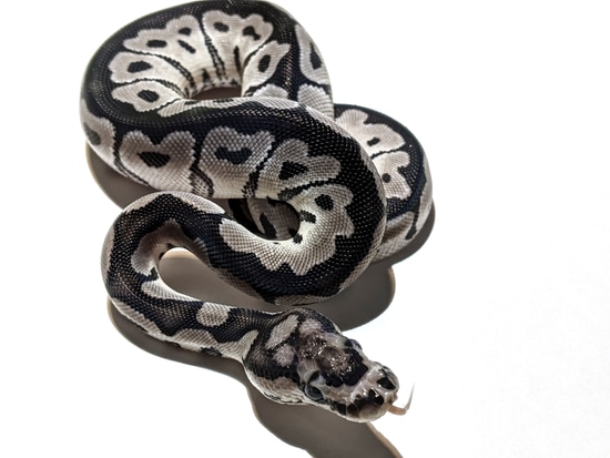 Axanthic (VPI) Clown Ball Python by Garden of Eden Exotics LLC