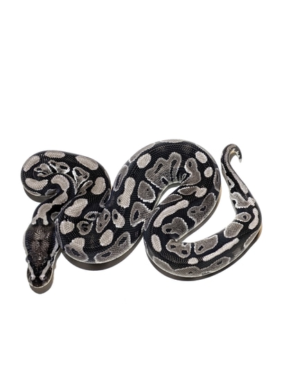 Axanthic (VPI) Het Clown Het Piebald Ball Python by Garden of Eden ...