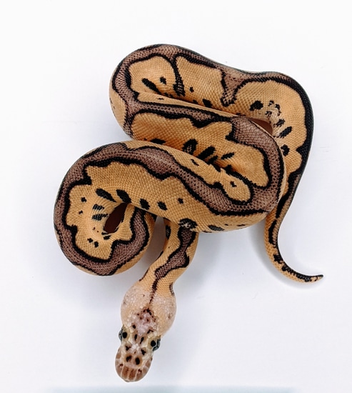 Pastel Leopard Clown Het Axanthic (VPI) Ball Python by Garden of Eden ...