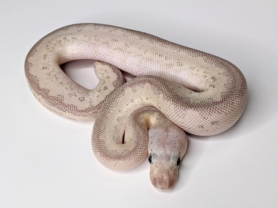 Pastel Bamboo Clown Het Axanthic (VPI) Ball Python by Garden of Eden ...