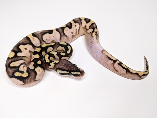 Pastel Calico Het Axanthic (VPI) Het Piebald Ball Python by Garden of ...