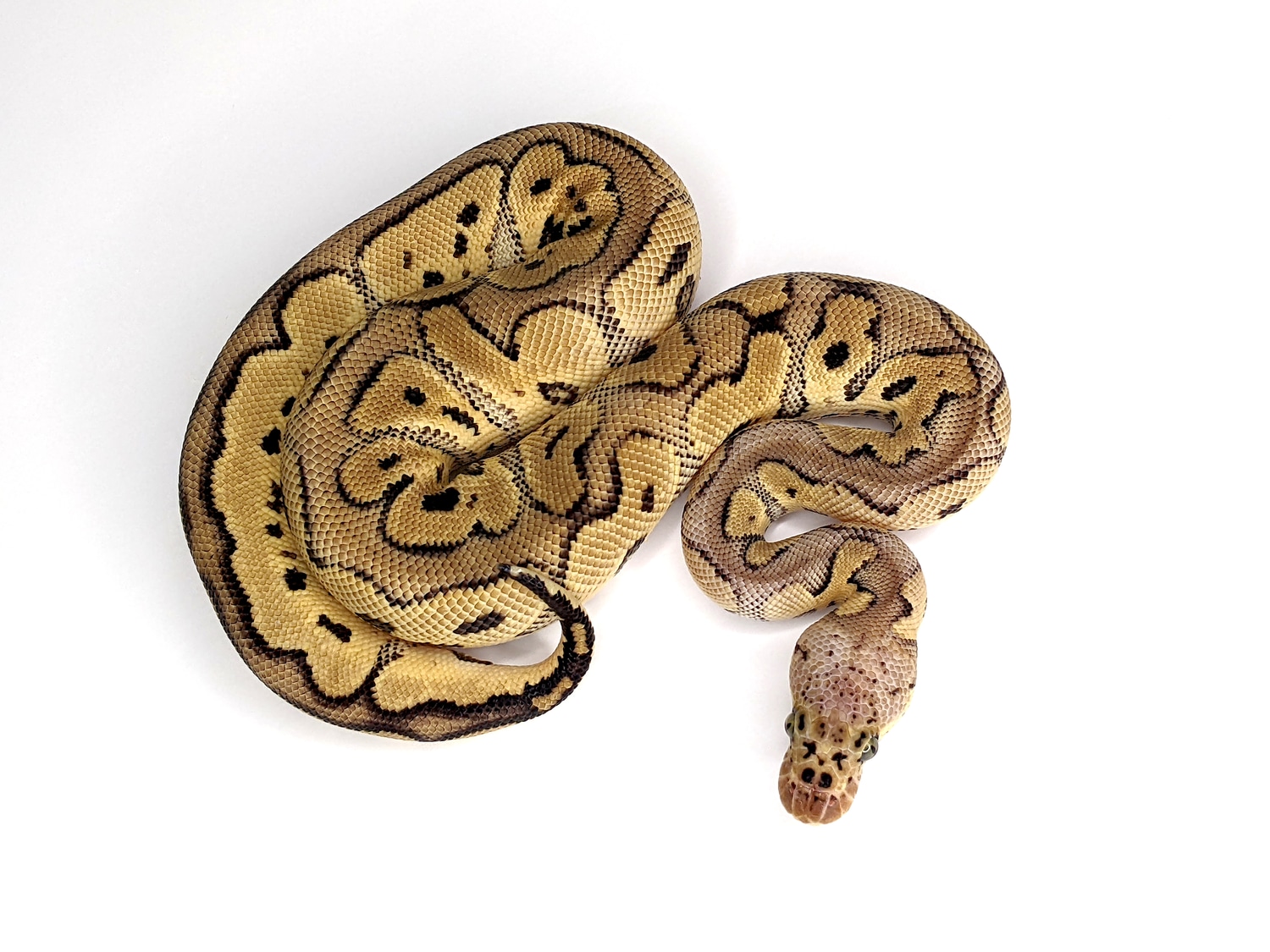Pastel Clown Het Axanthic (VPI) Ball Python by Garden of Eden Exotics ...