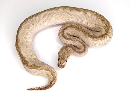 Bamboo Clown Het Axanthic (VPI) Ball Python by Garden of Eden Exotics LLC