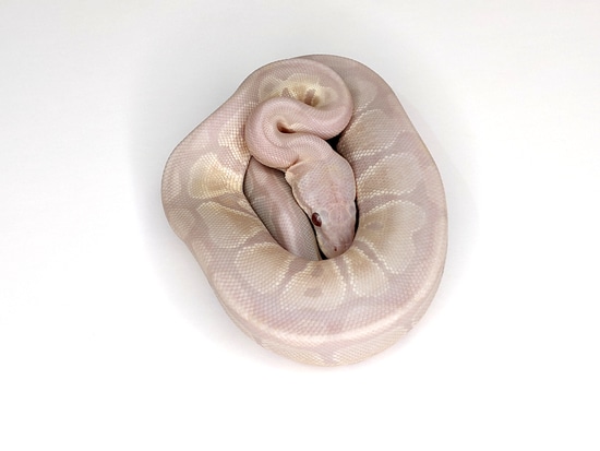 Lavender Albino Axanthic (VPI) Ball Python by Garden of Eden Exotics LLC