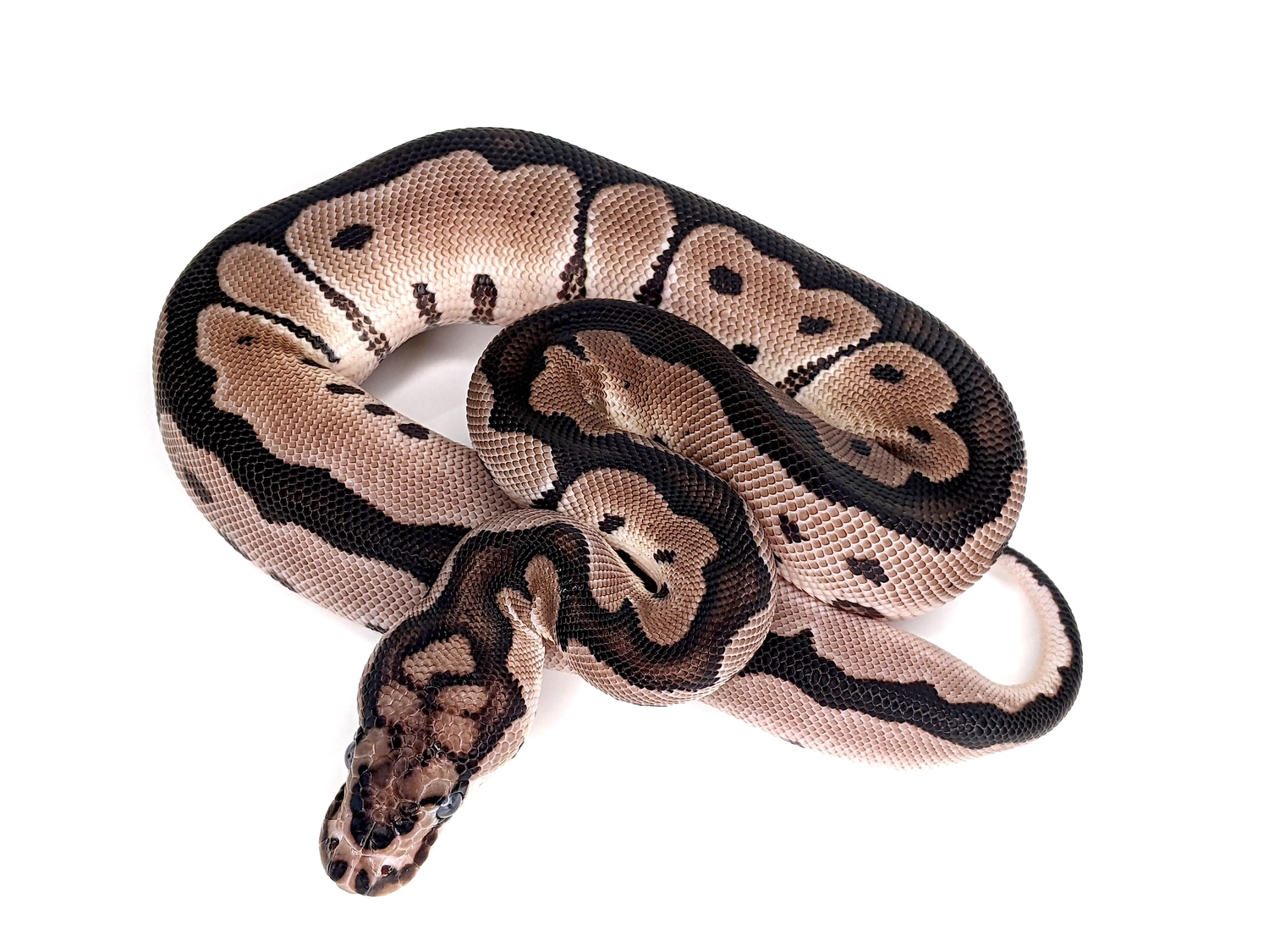 Axanthic (VPI) Clown Ball Python by Garden of Eden Exotics LLC ...
