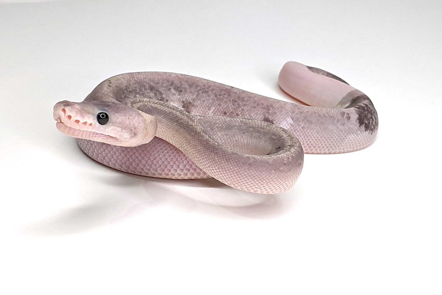 Urban Camo Ball Python by Garden of Eden Exotics LLC - MorphMarket