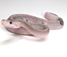 Urban Camo Ball Python by Garden of Eden Exotics LLC - MorphMarket