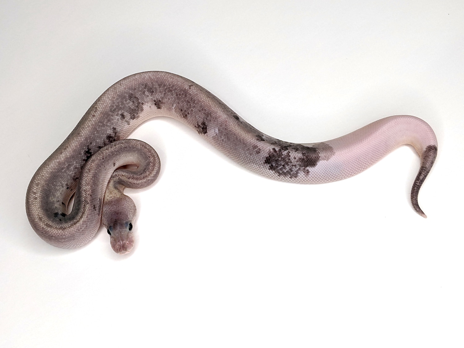 Urban Camo Ball Python by Garden of Eden Exotics LLC - MorphMarket