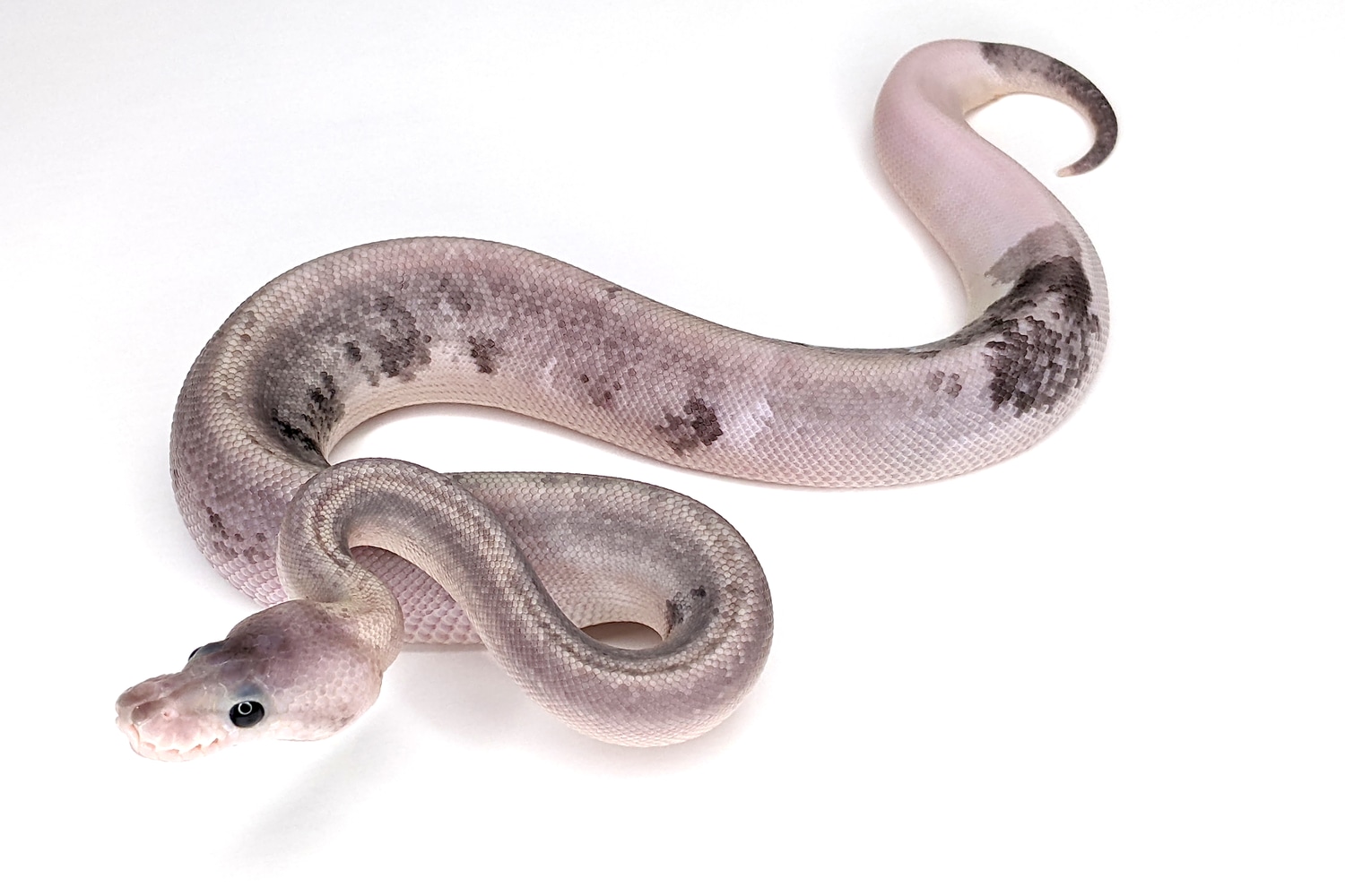 Urban Camo Ball Python by Garden of Eden Exotics LLC - MorphMarket