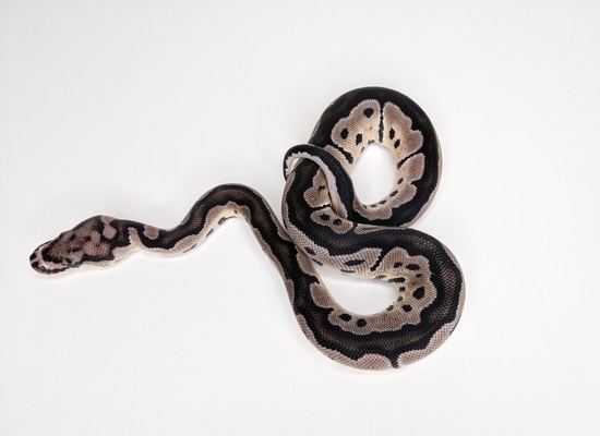 Axanthic (VPI) Clown Ball Python by Garden of Eden Exotics LLC