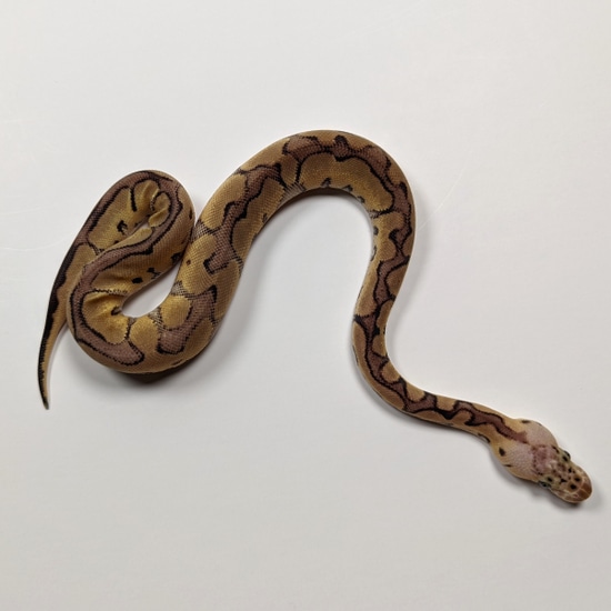 Pastel Clown Het Axanthic Ball Python by Garden of Eden Exotics LLC