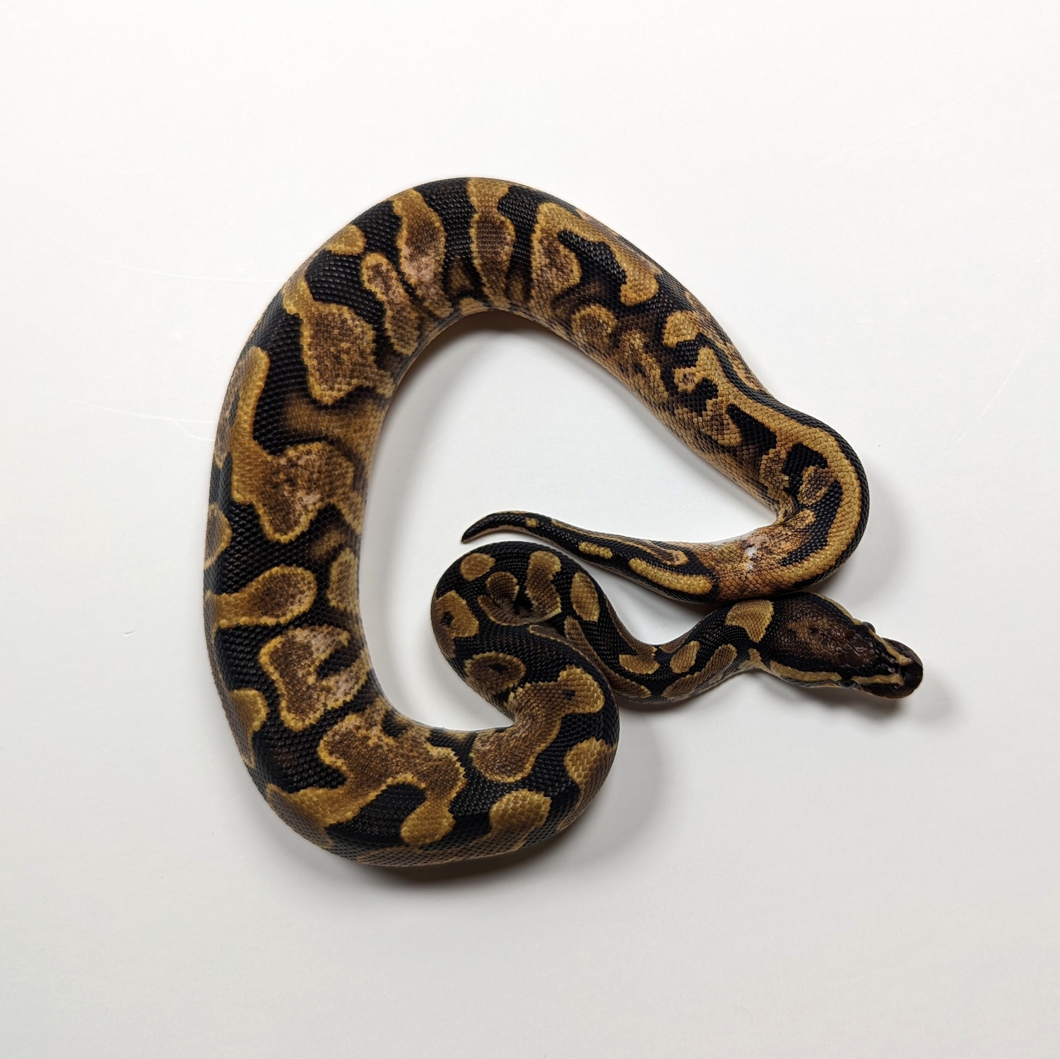 Spotnose Calico Het Axanthic (VPI) Het Clown Ball Python by Garden of ...