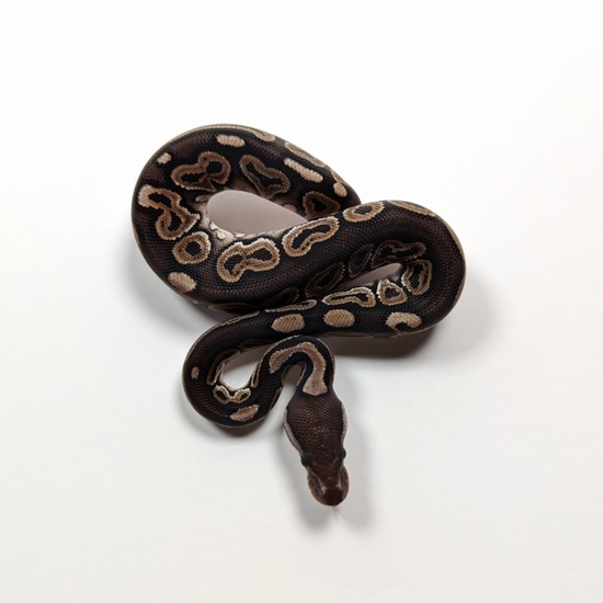 HRA Het Axanthic (VPI) Het Clown Ball Python by Garden of Eden Exotics LLC