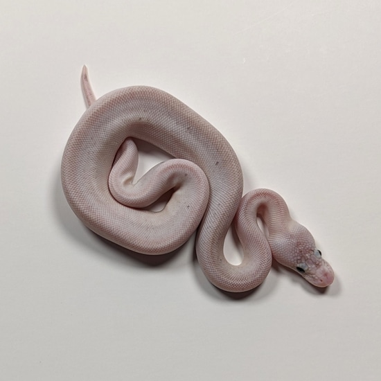 Pastel Cinnamon Champagne Het Axanthic (VPI) Het Clown Ball Python by ...