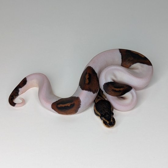 Black Pastel Piebald Ball Python by Garden of Eden Exotics LLC